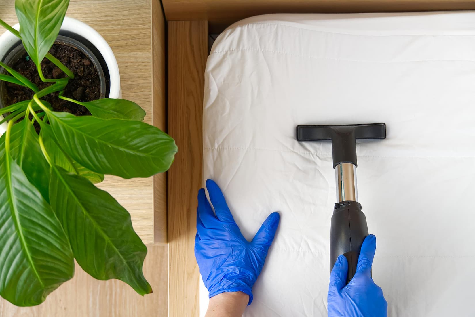 Identify Bed Bug Infestation: Early Detection Signs & Home Remedies ...