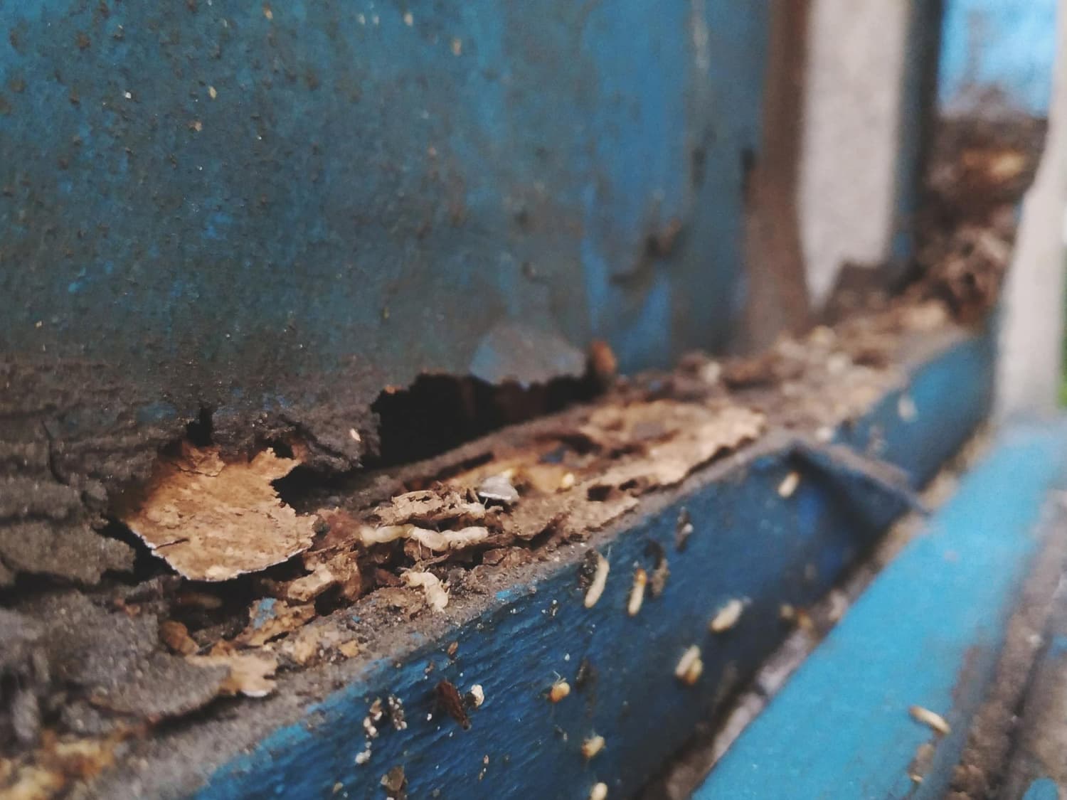 Termite Damage Repair Guide: Tips, Costs & DIY Solutions - Bugs Pest