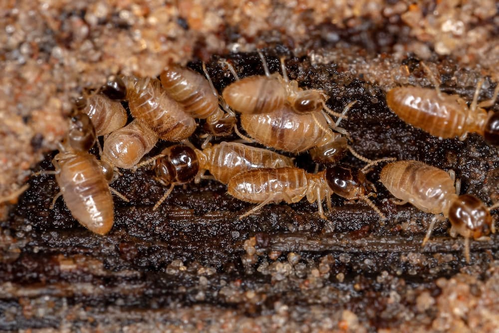 The Hidden Dangers of Household Pests: What You Need to Know - Bugs Pest
