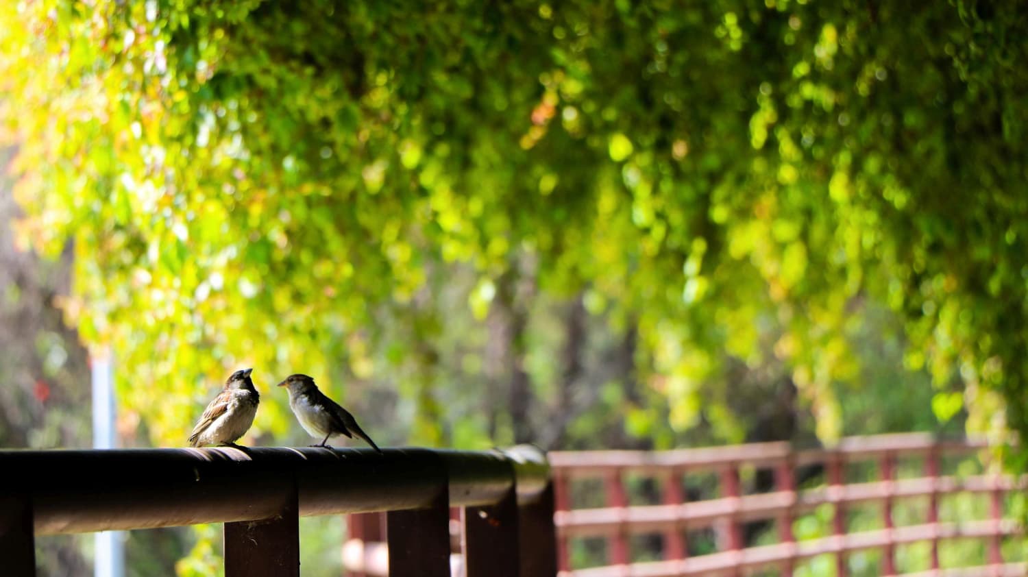 Natural Predators: Using Nature’s Own to Control Pests - Bugs Pest