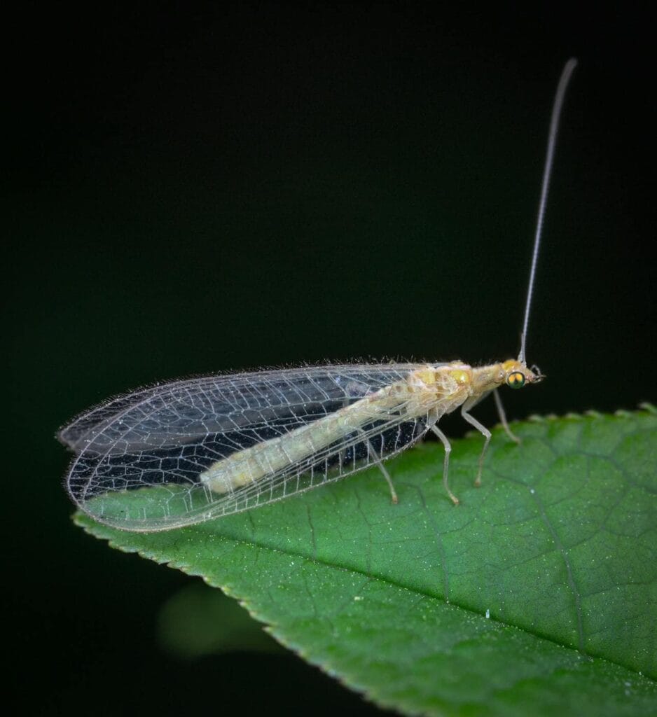 Natural Predators: Using Nature’s Own to Control Pests - Bugs Pest