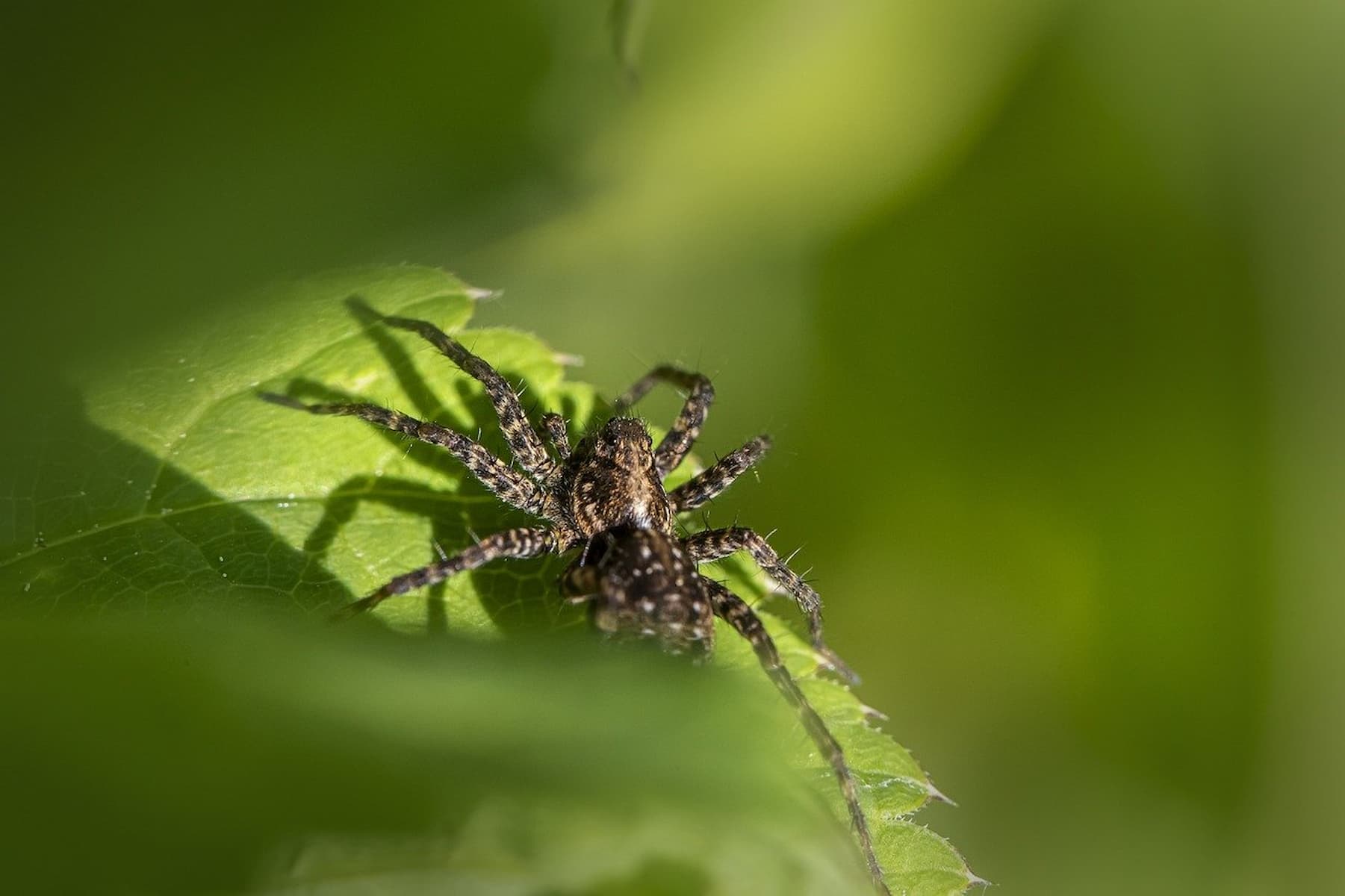 Natural Predators: Using Nature’s Own to Control Pests - Bugs Pest